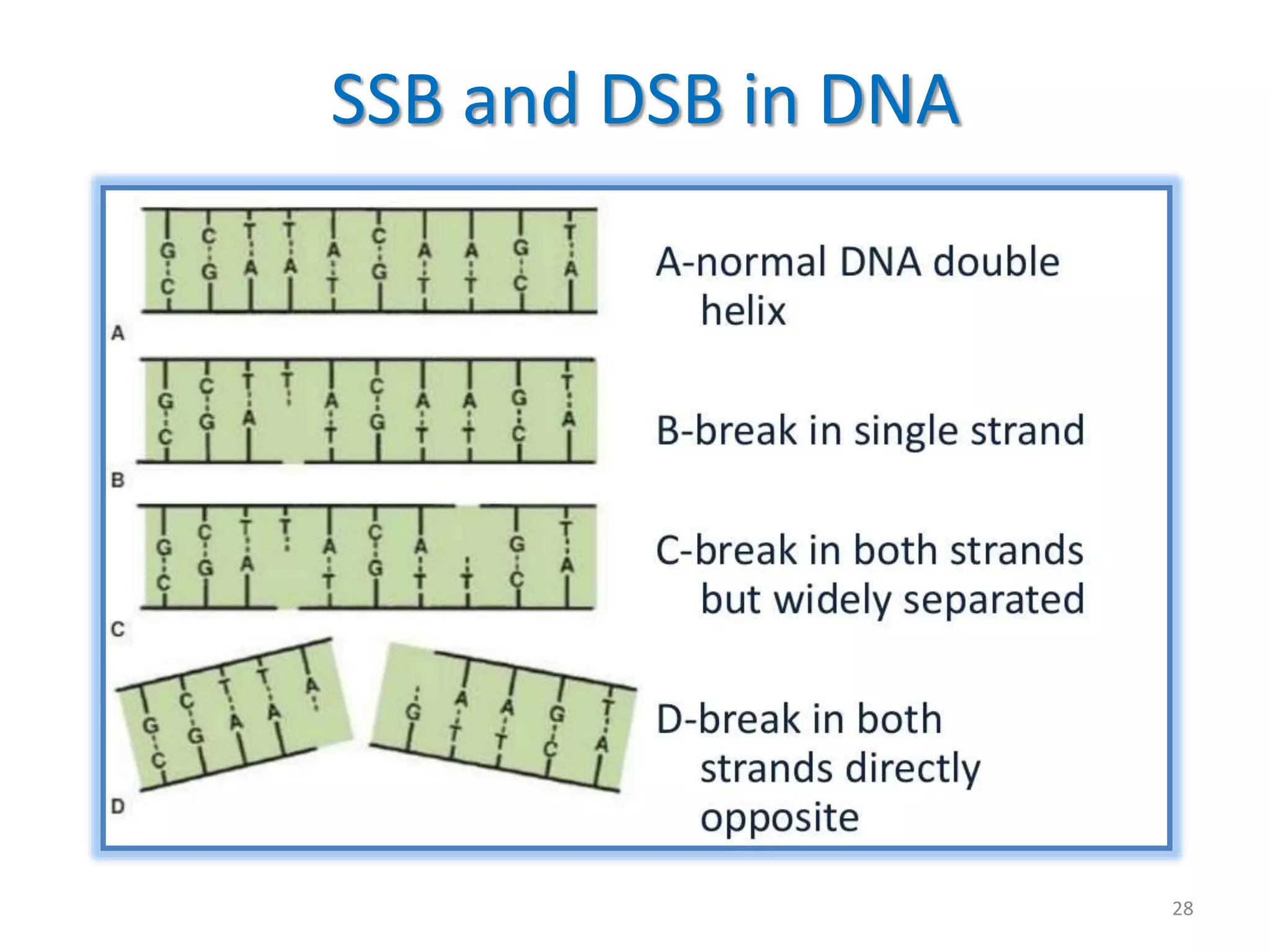 Seminar - Absorption of Radiation and DNA Damage.pptx