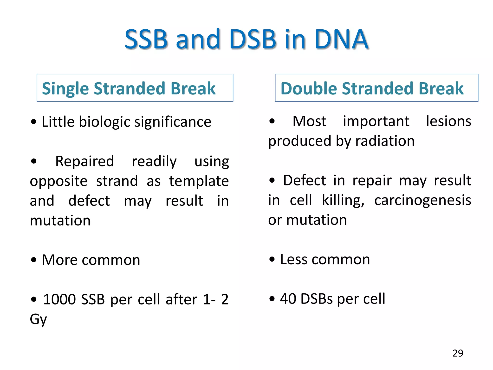 Seminar - Absorption of Radiation and DNA Damage.pptx