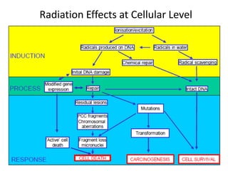 Seminar - Absorption of Radiation and DNA Damage.pptx