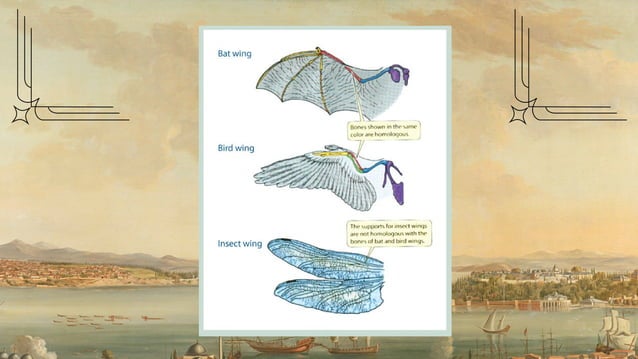 Flying mammal Evolution - Bat Evolution.pptx
