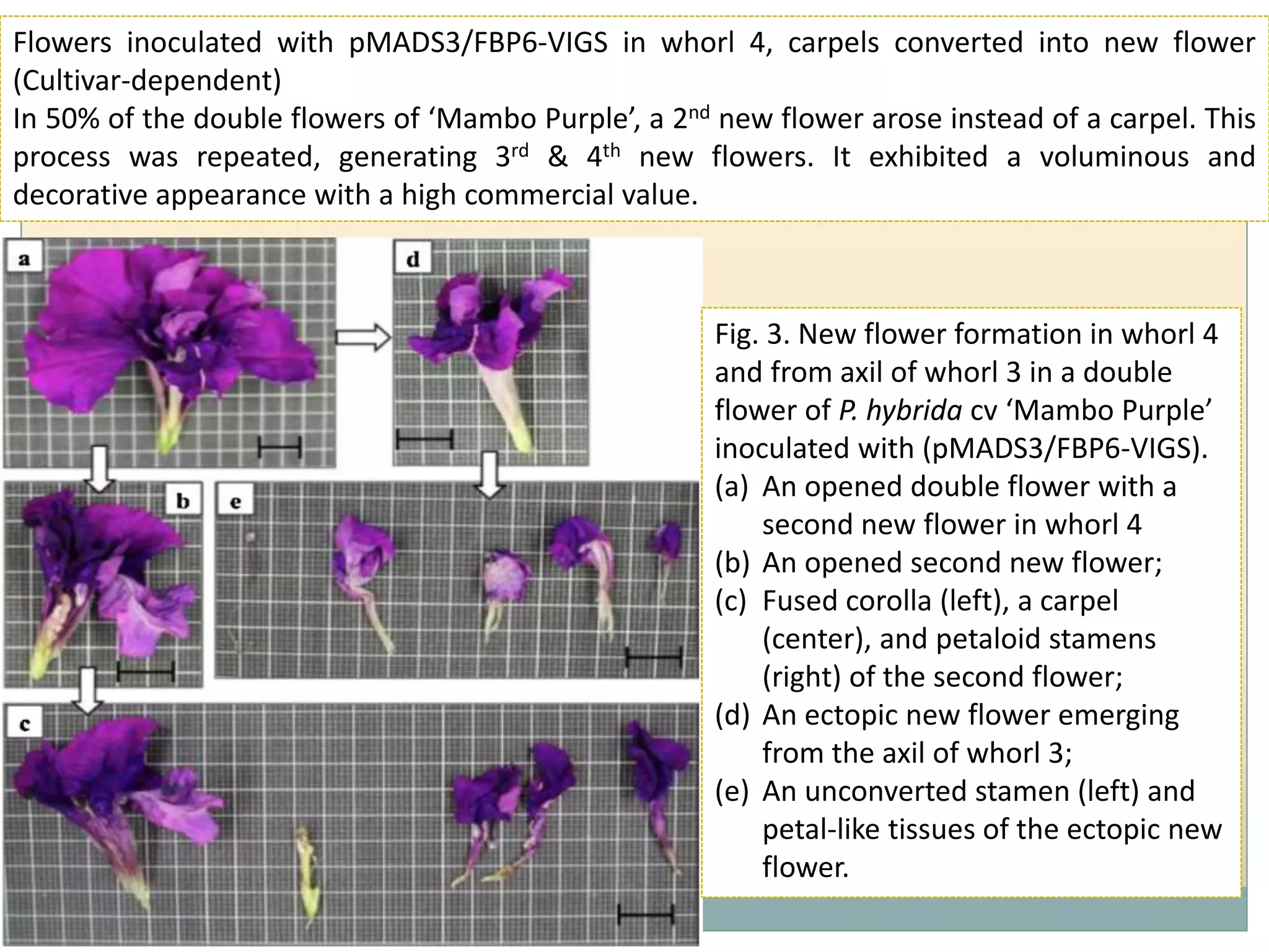 Breeding for Different Flower Forms in Ornamental Crops | PPTX