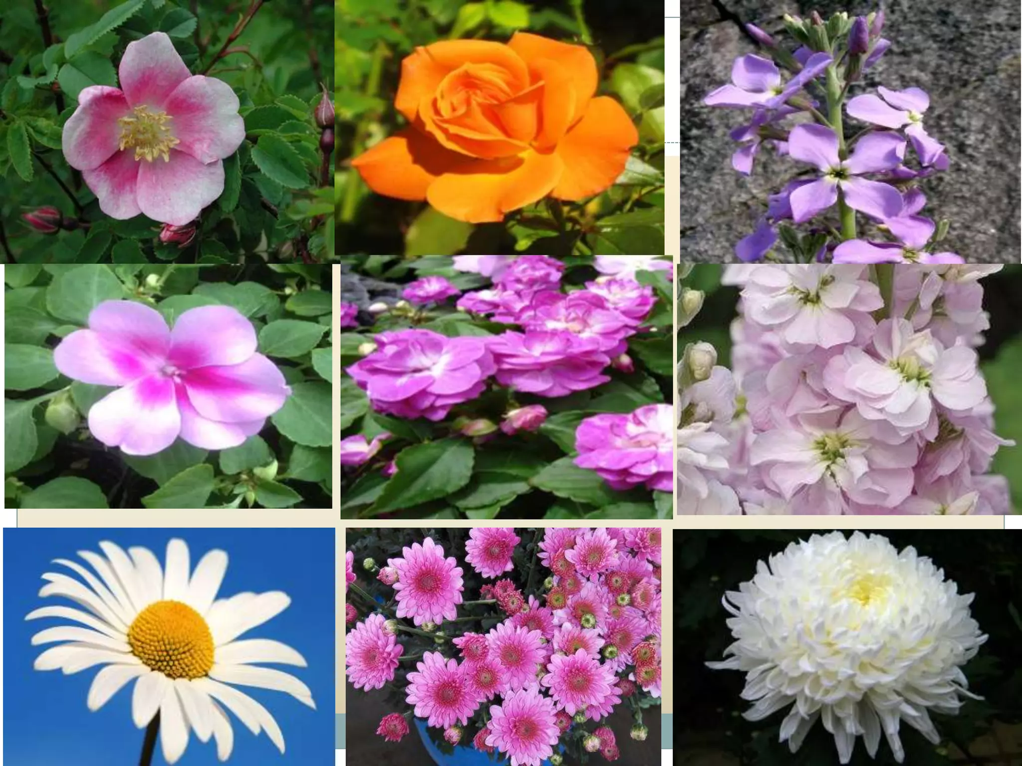Breeding for Different Flower Forms in Ornamental Crops | PPTX