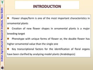 Breeding for Different Flower Forms in Ornamental Crops | PPTX
