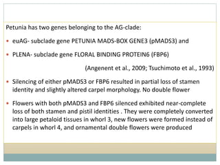 Breeding for Different Flower Forms in Ornamental Crops | PPTX