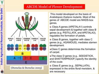 Breeding for Different Flower Forms in Ornamental Crops | PPTX