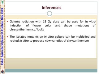 Breeding for Different Flower Forms in Ornamental Crops | PPTX