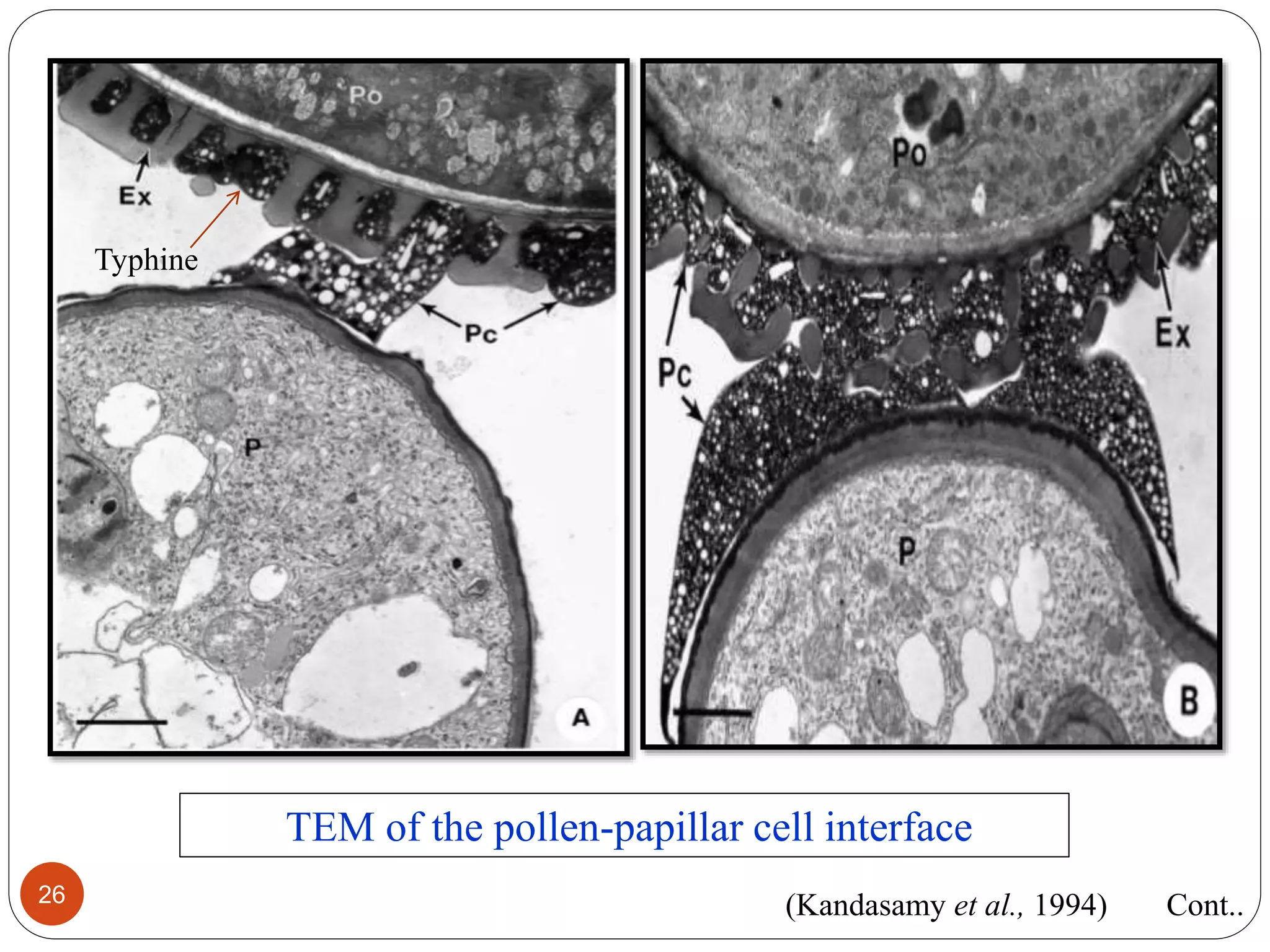 BIO CHEMICAL AND MOLECULAR BASIS OF POLLEN GERMINATION | PPTX