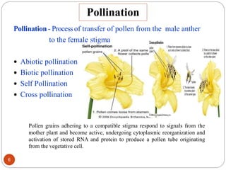 BIO CHEMICAL AND MOLECULAR BASIS OF POLLEN GERMINATION | PPTX