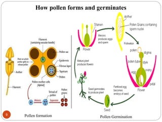 BIO CHEMICAL AND MOLECULAR BASIS OF POLLEN GERMINATION | PPTX