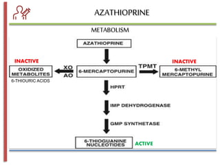 Azathioprine Mechanism Of Action