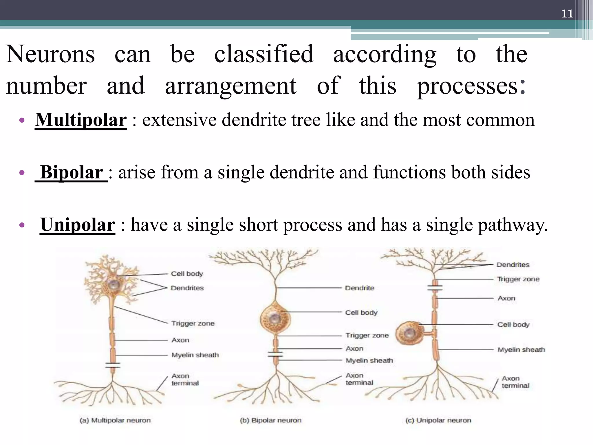 Seminar innervation of maxillofacial structures | PPTX