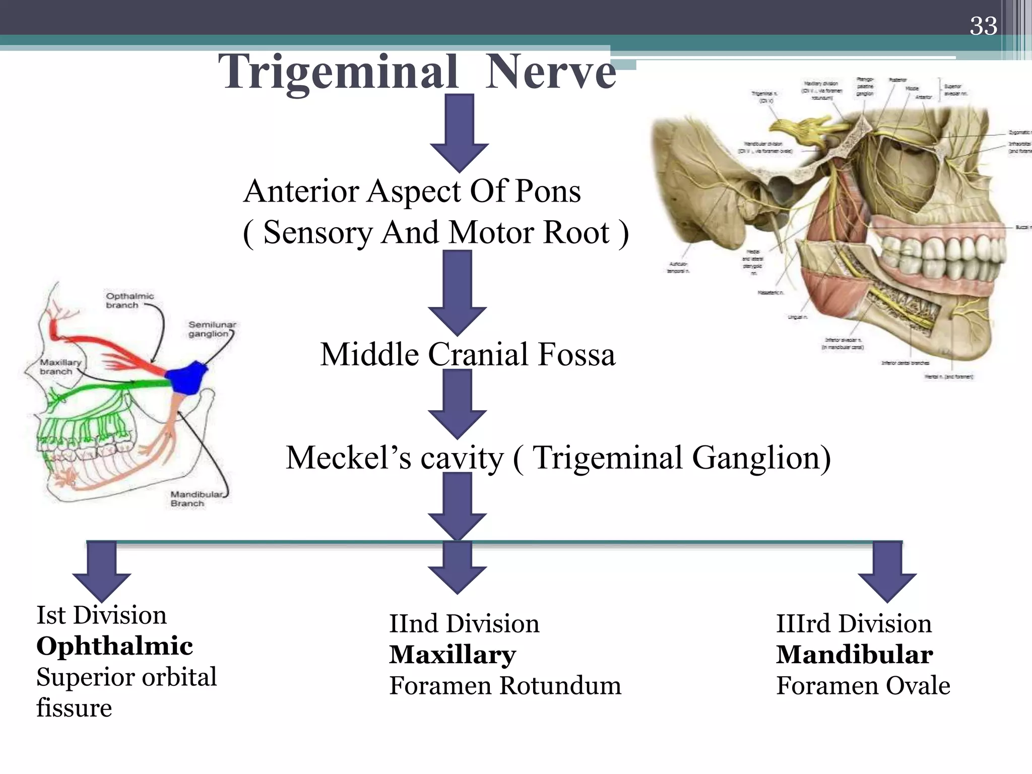 Seminar innervation of maxillofacial structures | PPTX
