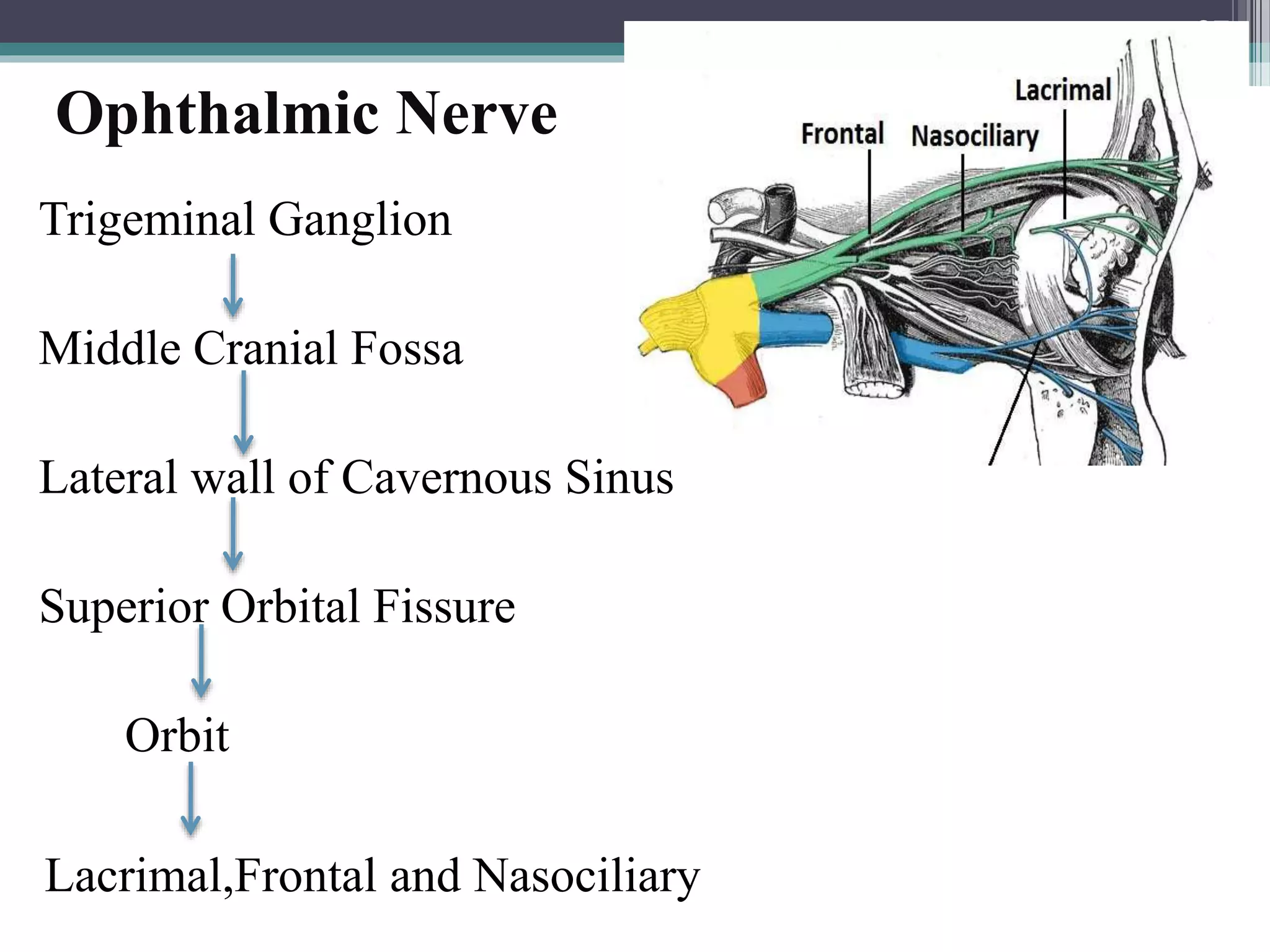 Seminar innervation of maxillofacial structures | PPTX