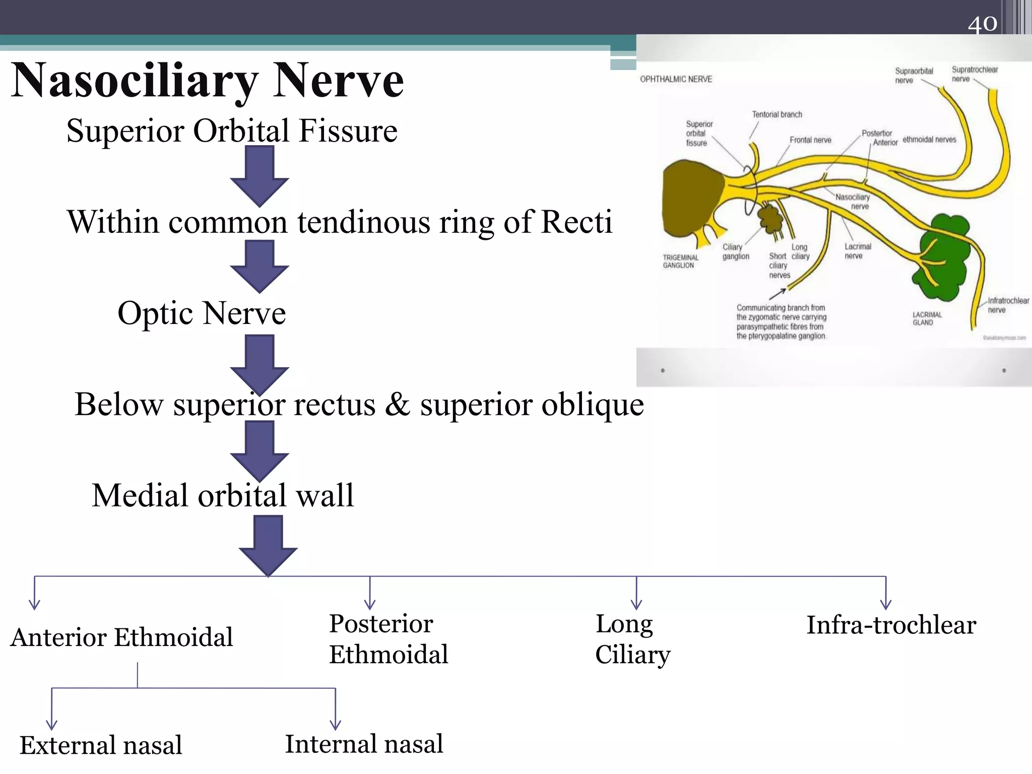 Seminar innervation of maxillofacial structures | PPTX
