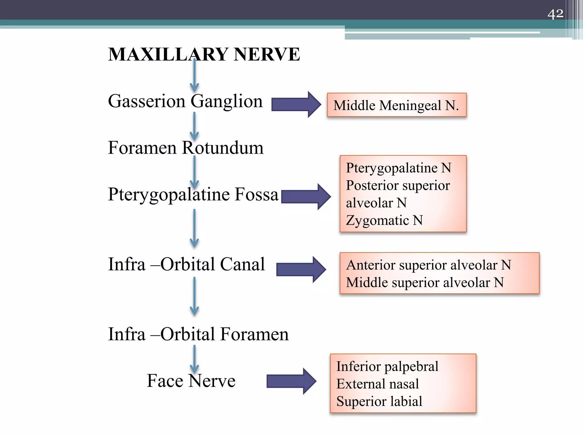 Seminar innervation of maxillofacial structures | PPTX