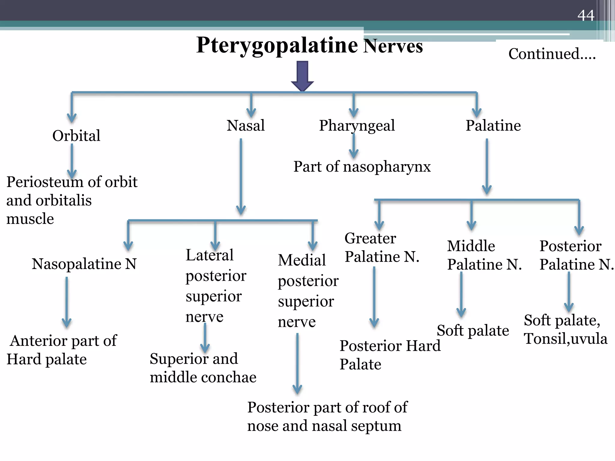 Seminar innervation of maxillofacial structures | PPTX