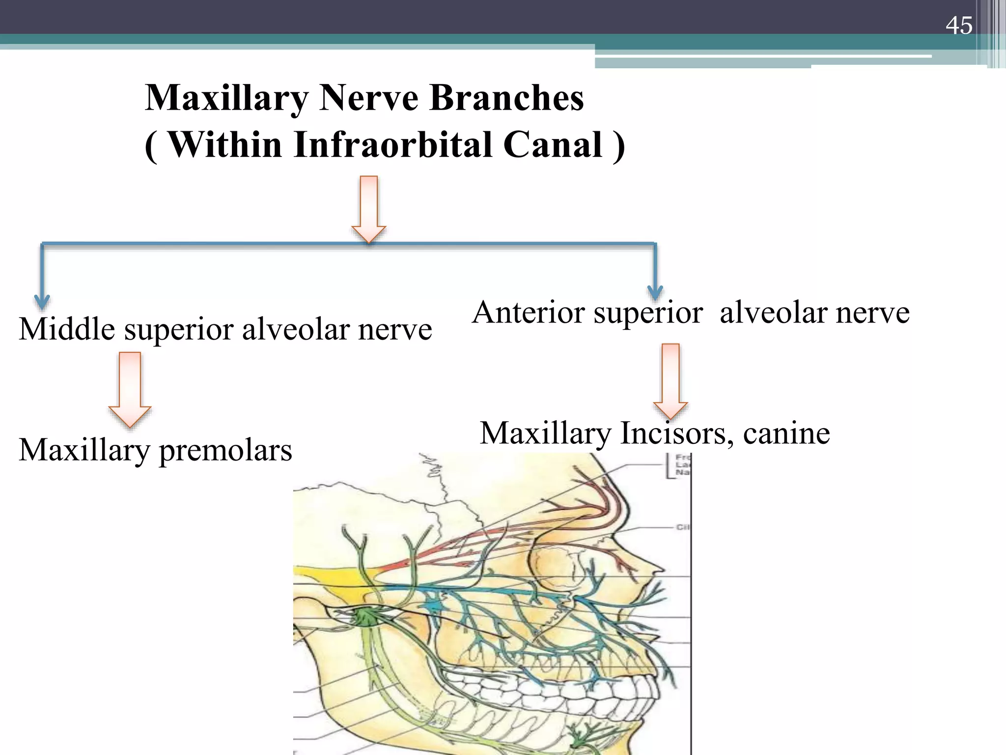 Seminar innervation of maxillofacial structures | PPTX