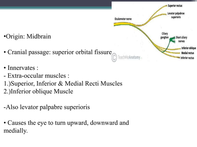 Seminar innervation of maxillofacial structures | PPT