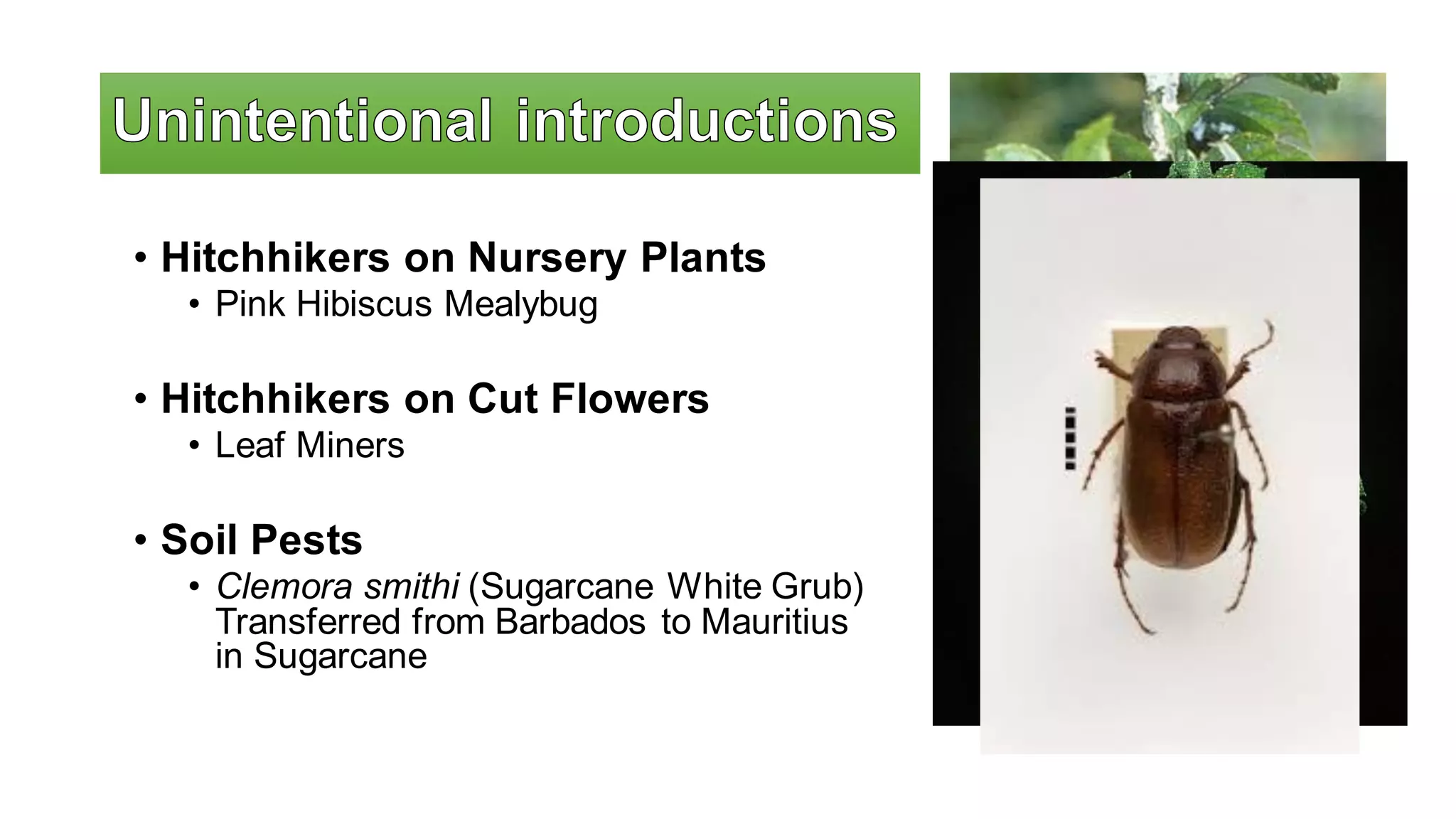 Invasive pests in India | PDF