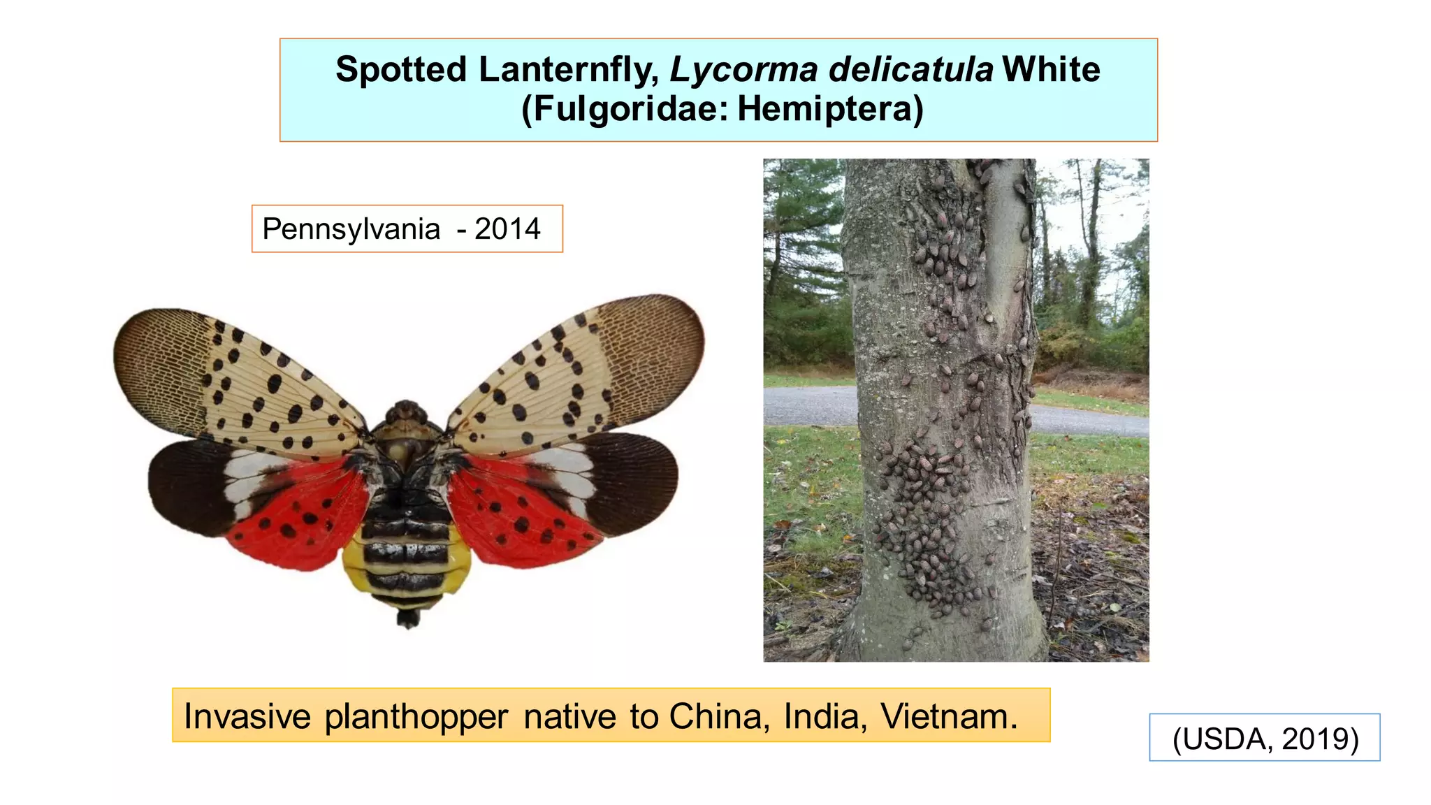 Invasive pests in India | PDF