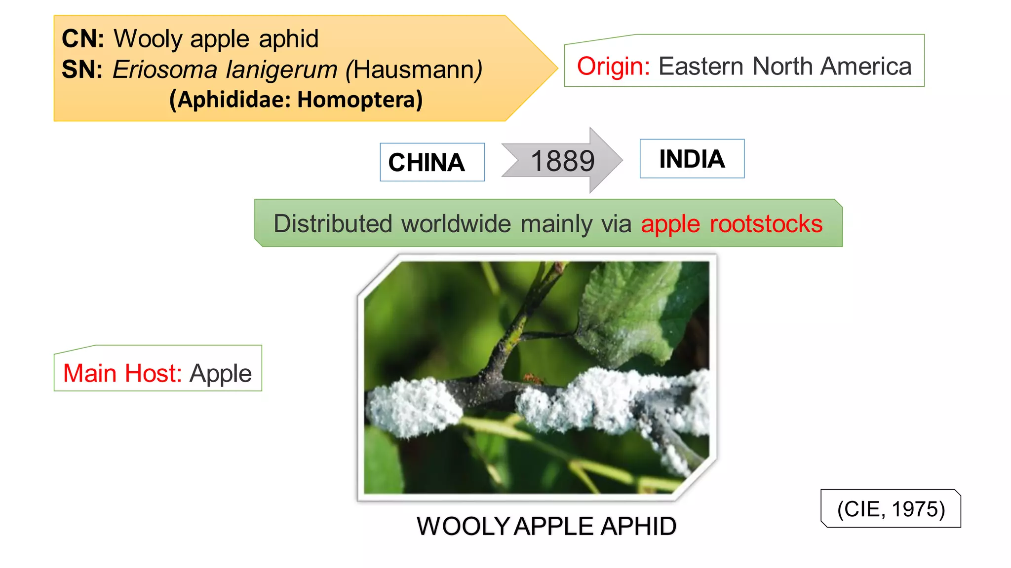 Invasive pests in India | PDF
