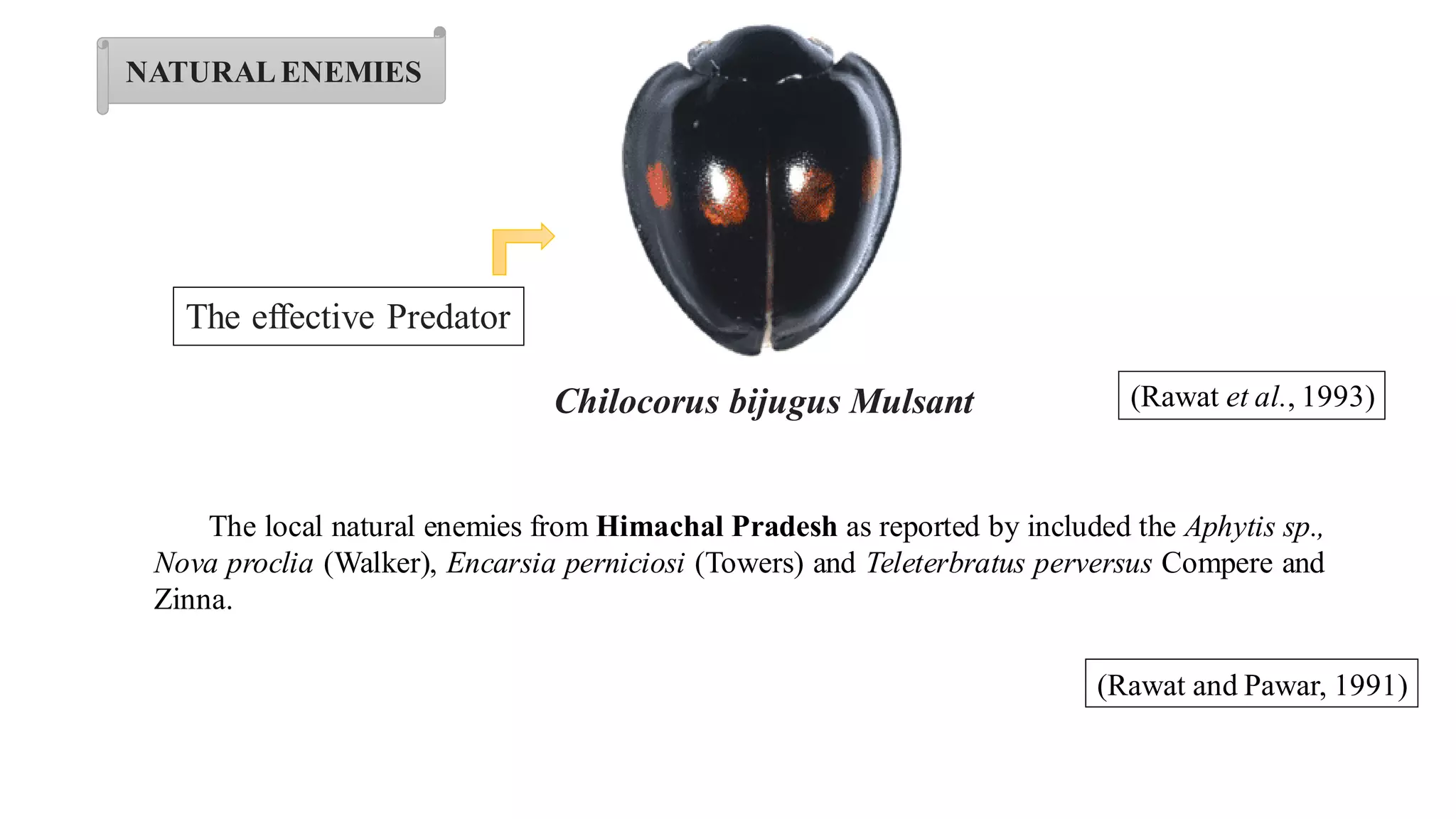 Invasive pests in India | PDF