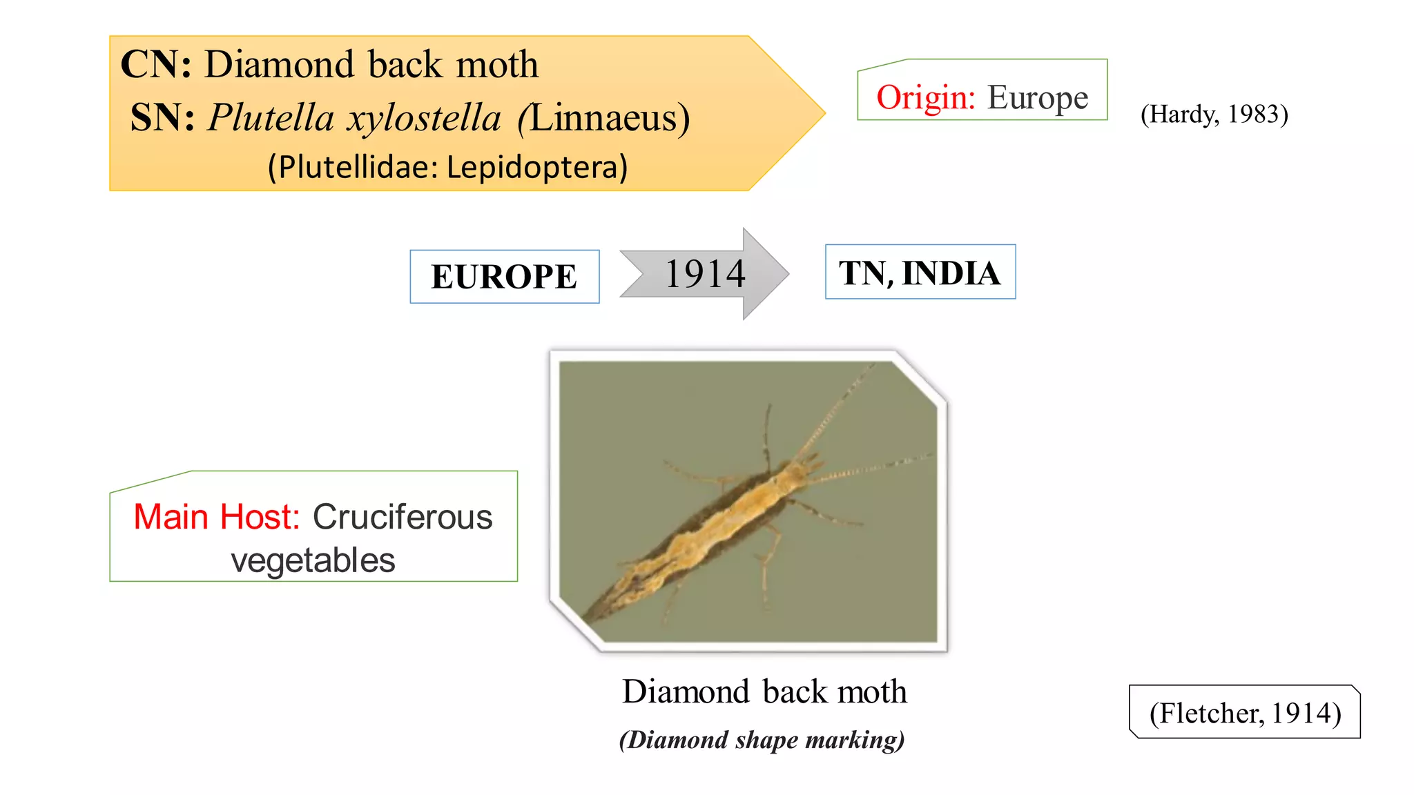 Invasive pests in India | PDF