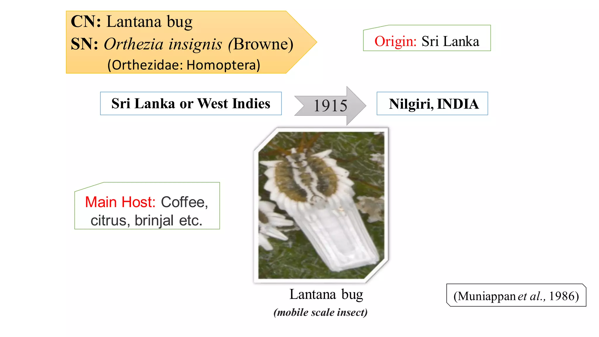 Invasive pests in India | PDF
