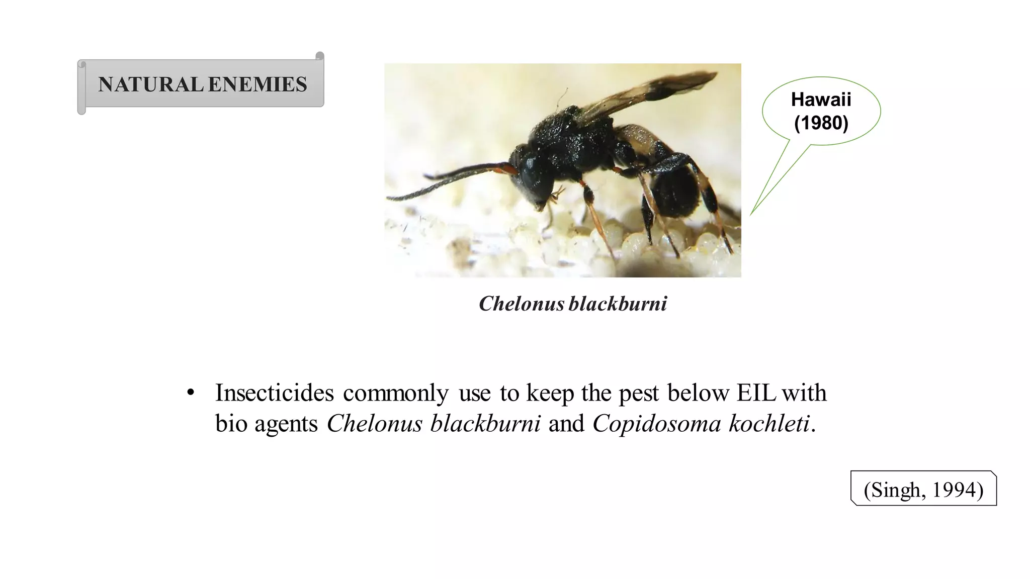 Invasive pests in India | PDF