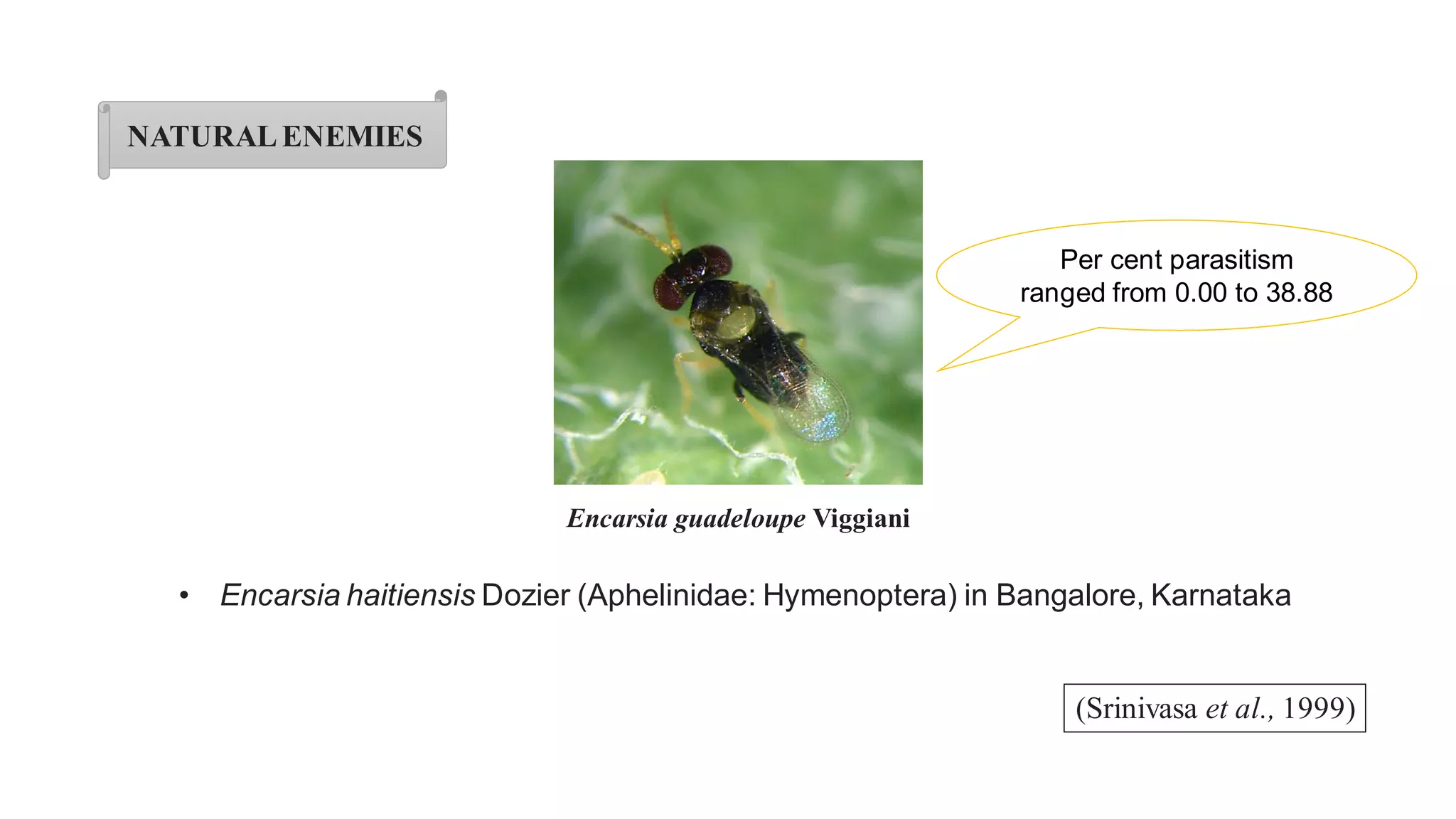 Invasive pests in India | PDF
