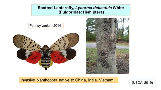 Invasive pests in India | PDF | Agriculture | Industries