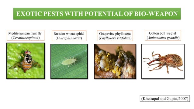 Invasive pests in India | PDF | Agriculture | Industries