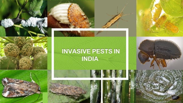 Invasive pests in India | PDF | Agriculture | Industries