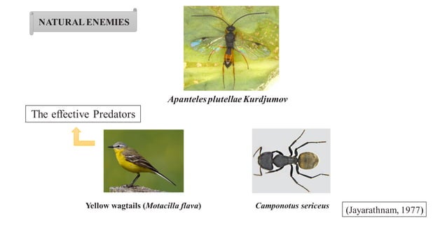 Invasive pests in India | PDF | Agriculture | Industries