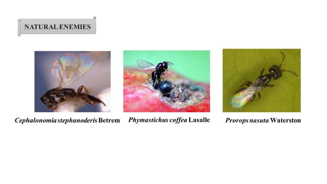 Invasive pests in India | PDF | Agriculture | Industries