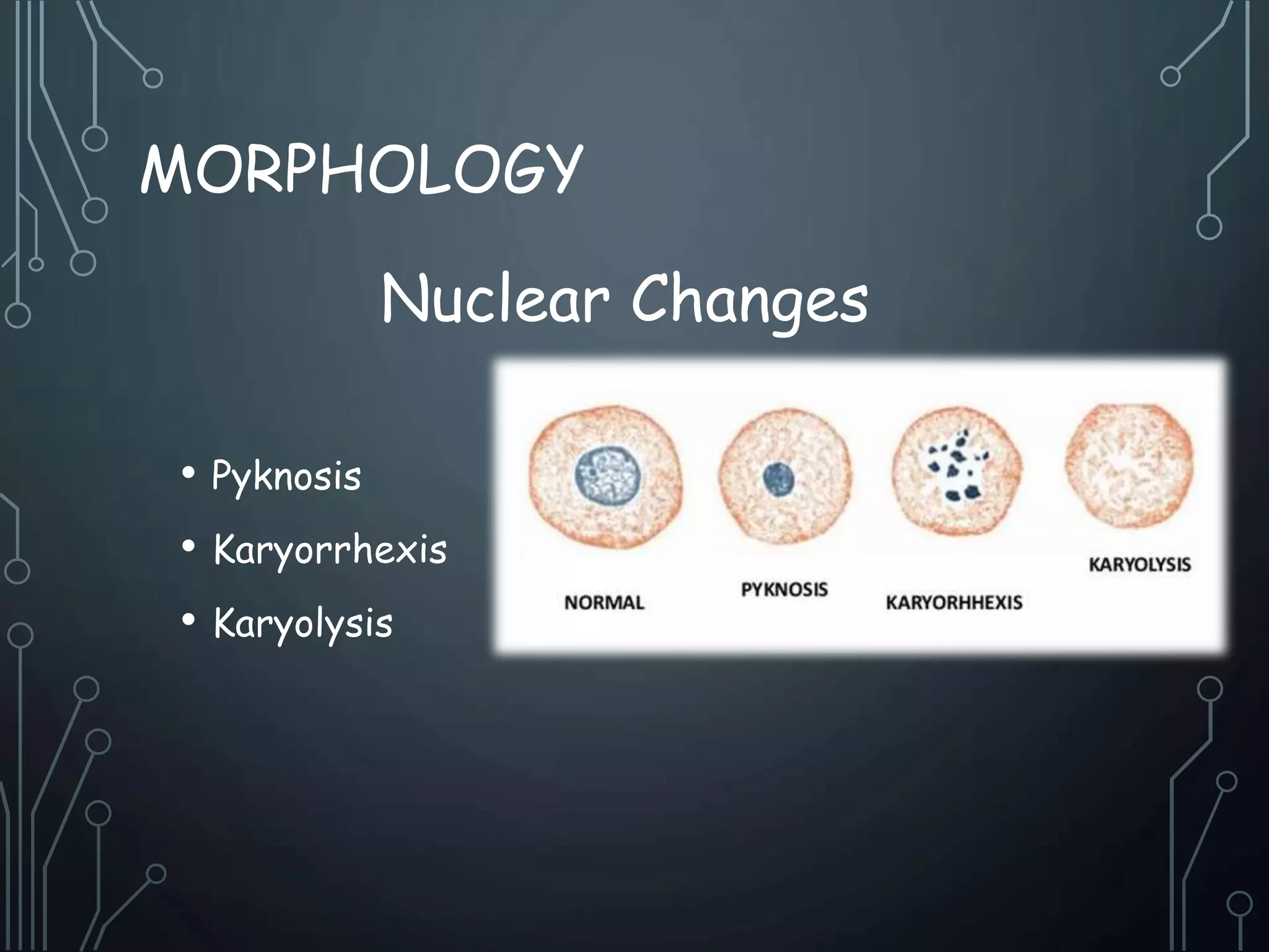 Necrosis ; Pathology ; MBBS Topic ; Seminar Topic ; Cell Death by ...