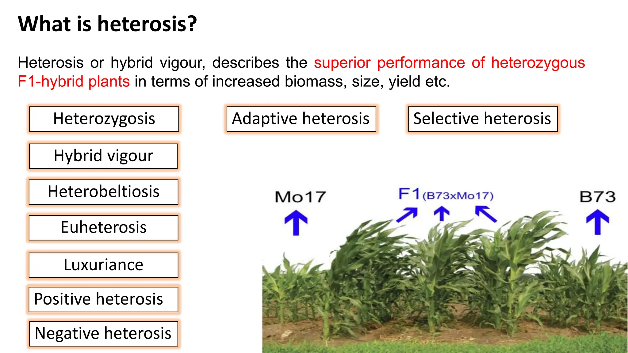 Understanding heterosis: unfolding classical theories | PPT