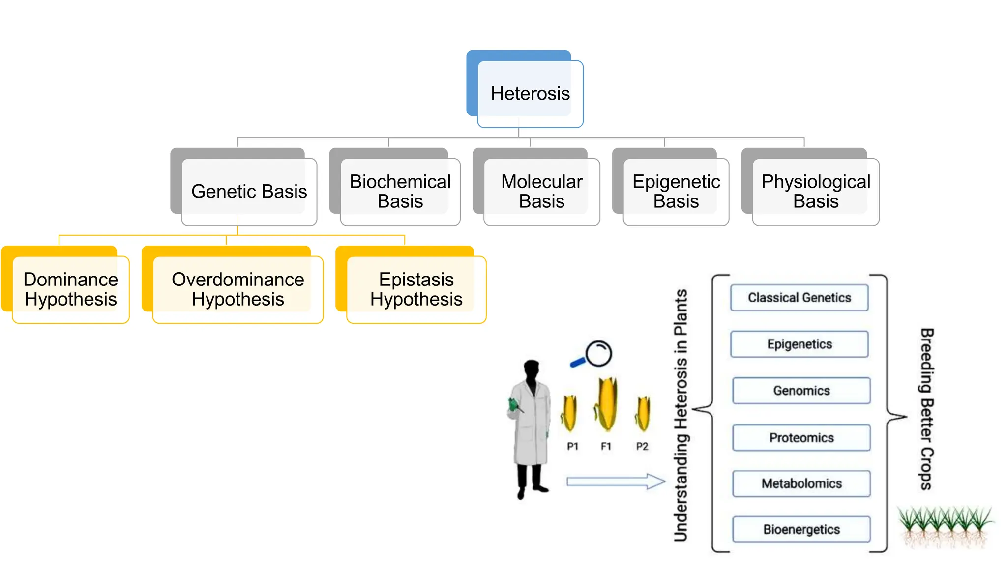 Understanding heterosis: unfolding classical theories | PPTX