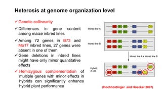 Understanding heterosis: unfolding classical theories | PPT