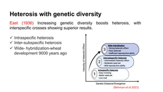 Understanding heterosis: unfolding classical theories | PPT
