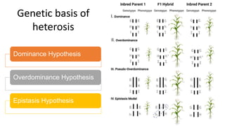 Understanding heterosis: unfolding classical theories | PPT