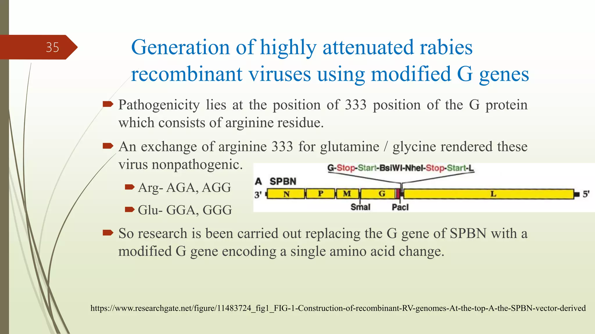 Rabies vaccines | PPTX