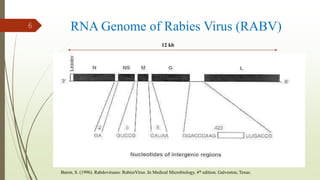 Rabies vaccines | PPTX