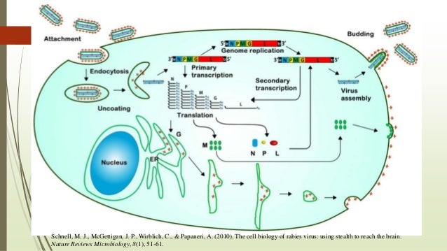 Rabies Virus Structure And Function