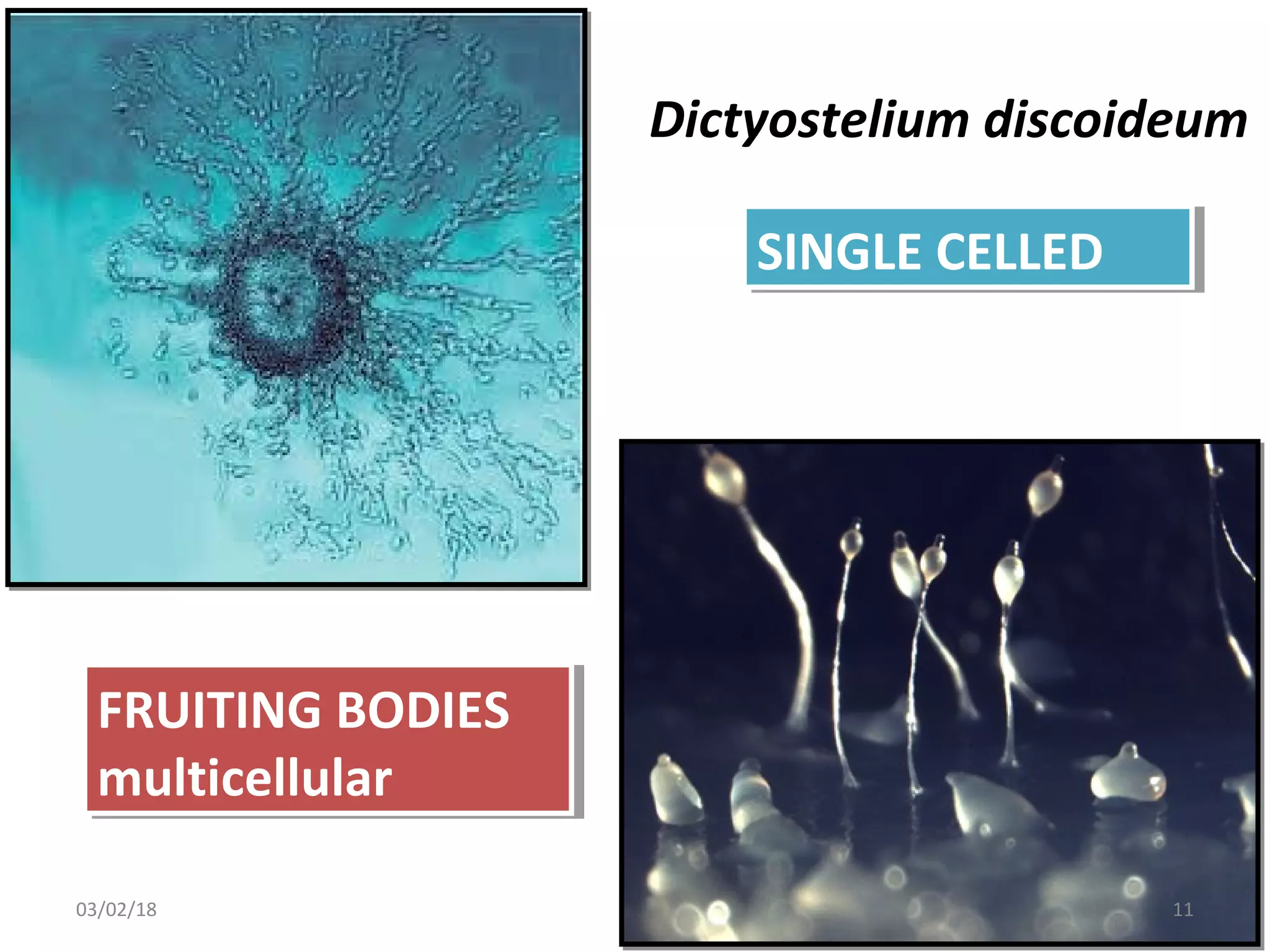 Arguments for and against self and non-self root recognition in plants ...