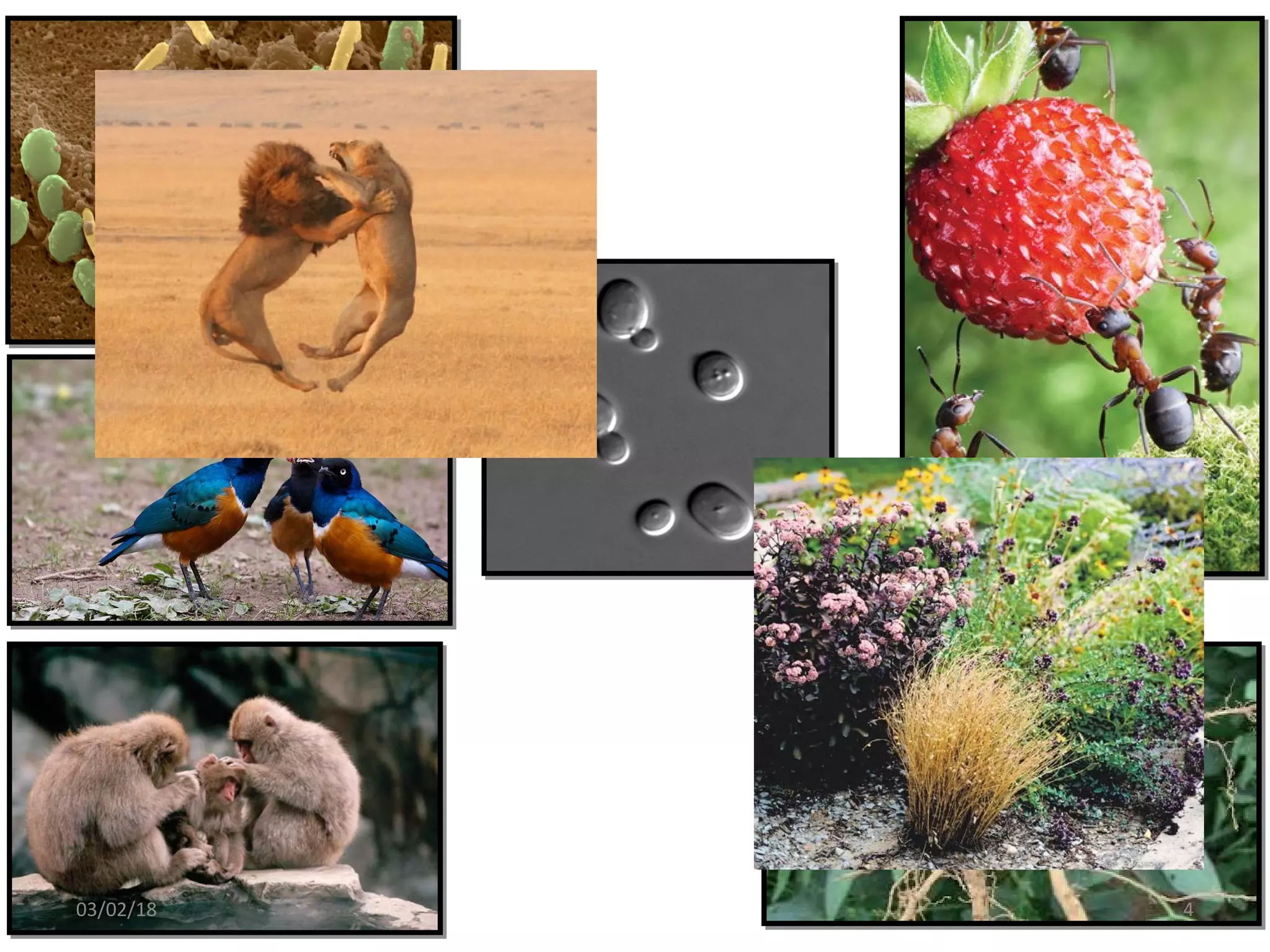 Arguments for and against self and non-self root recognition in plants ...