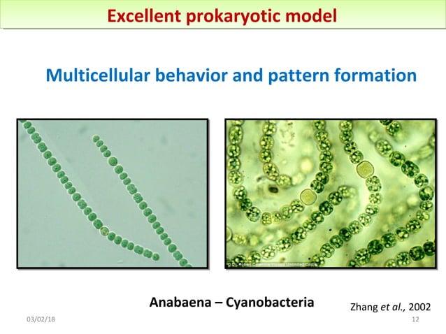 Arguments for and against self and non-self root recognition in plants ...