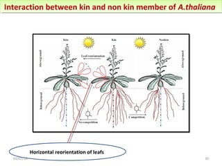 Arguments for and against self and non-self root recognition in plants ...