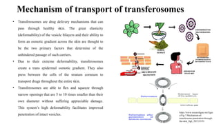 Transferosomes is a carrying body for targeted transdermal drug ...