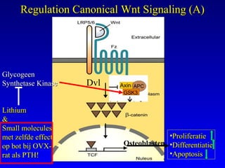 Seminar 08-10-2008 - wnt signaling system | PPT